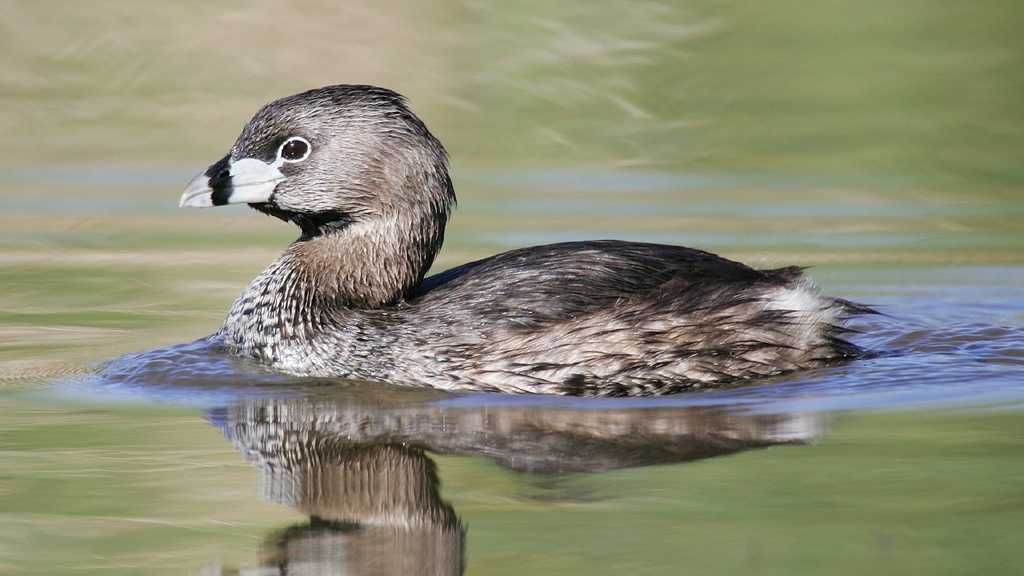 Images: Endangered species of Massachusetts