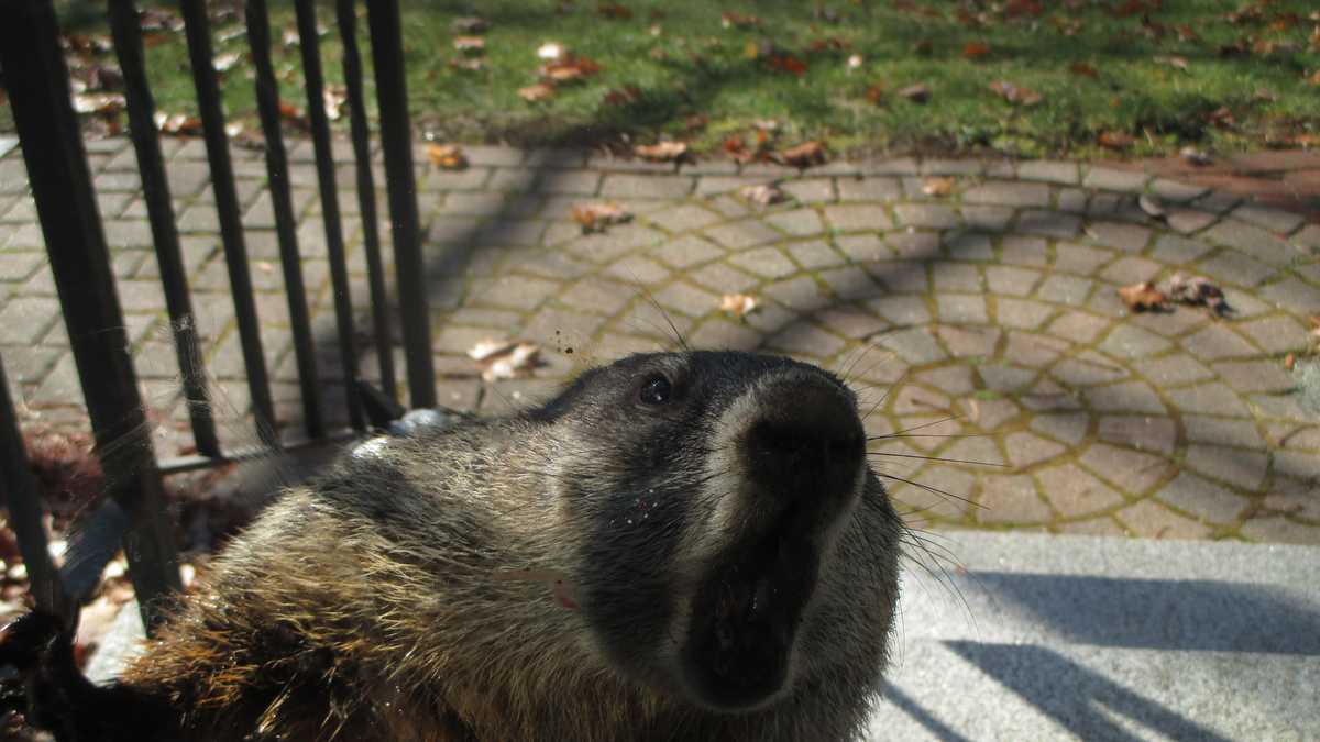 Couple menaced by aggressive groundhog