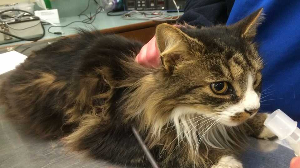 Man admits to shooting cat with arrow, police say