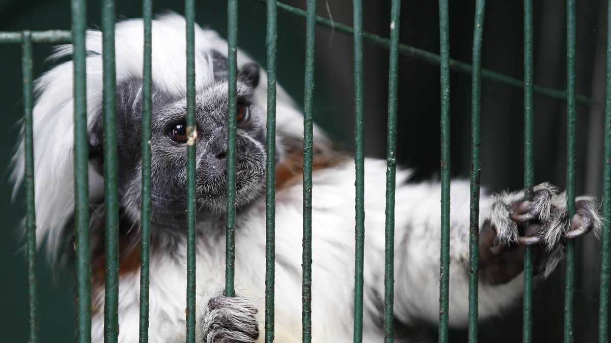 Neglected: Endangered monkeys freeze to death at zoo