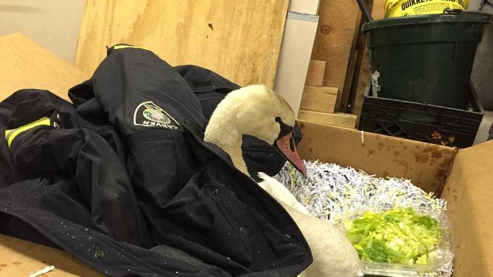 Police rescue swan from snow, freezing temps