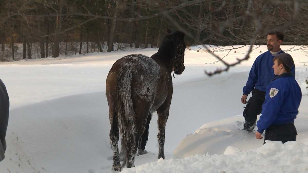Horse rescued after becoming stuck in snow drift