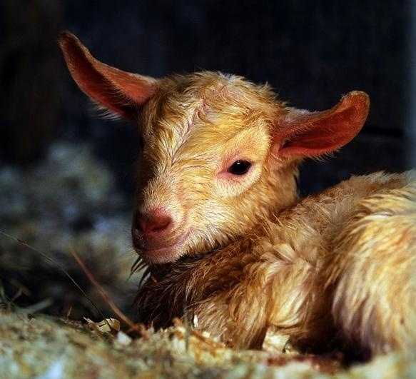 Sign of Spring: Baby animals born at Natick farm