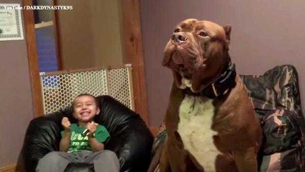 175-pound pit bull shatters misconceptions about the breed