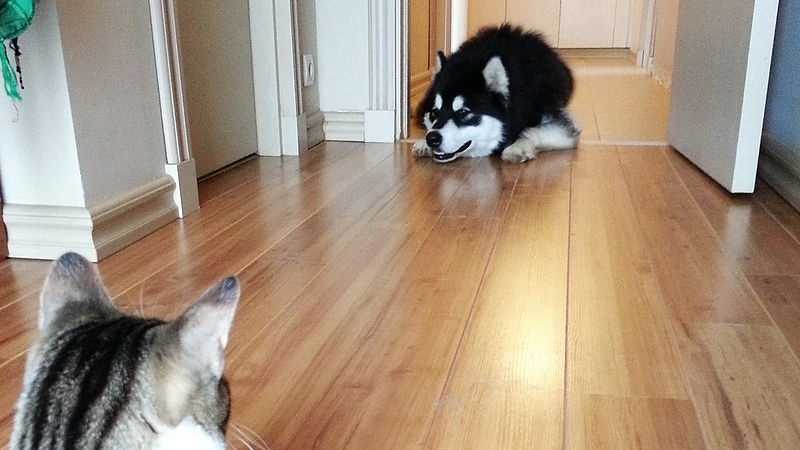 7 questions to ask vets about your pets