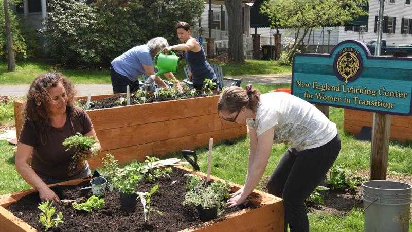 Plant project to empower women from abusive relationships