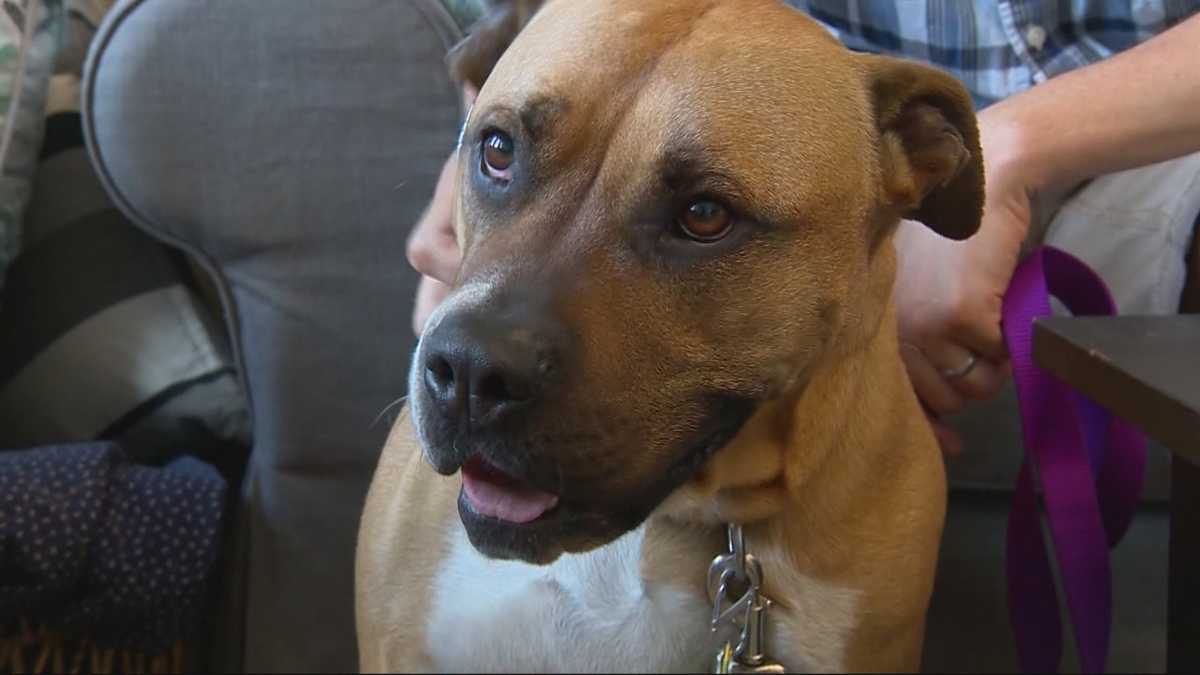 Rescued pit bull credited for helping to save owner's life