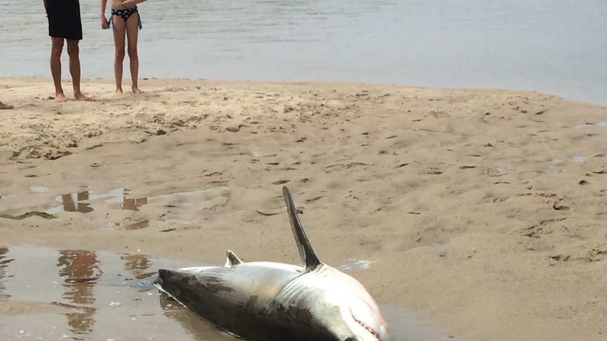 Great white shark stranded on Chatham beach
