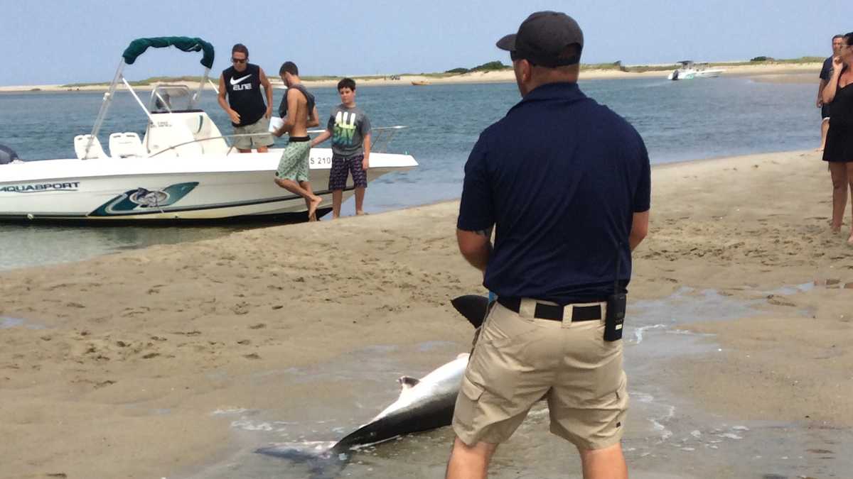 Great white shark stranded on Chatham beach