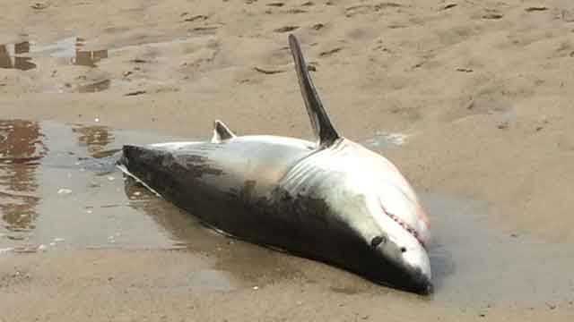 Beachgoers help rescue stranded great white shark