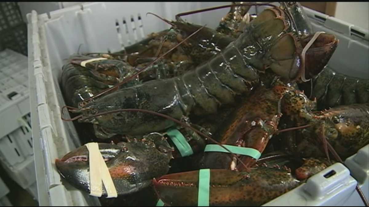 Lawmakers try to save shrinking New England lobster population