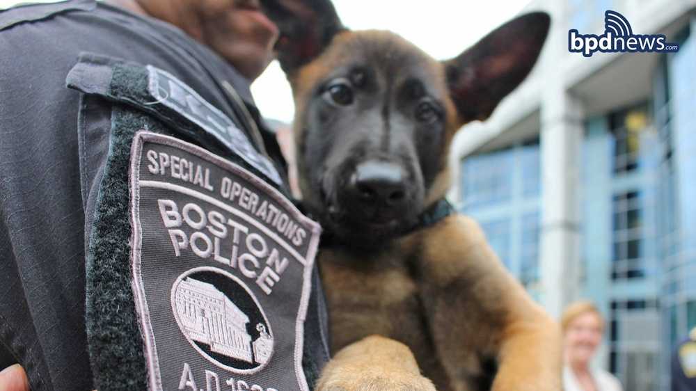 And Boston's newest K-9 is named ...