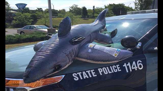 Land shark disrupts traffic on highway