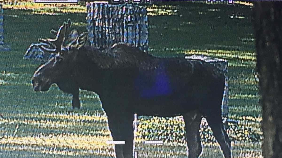 Images: Moose spotted in cemetery