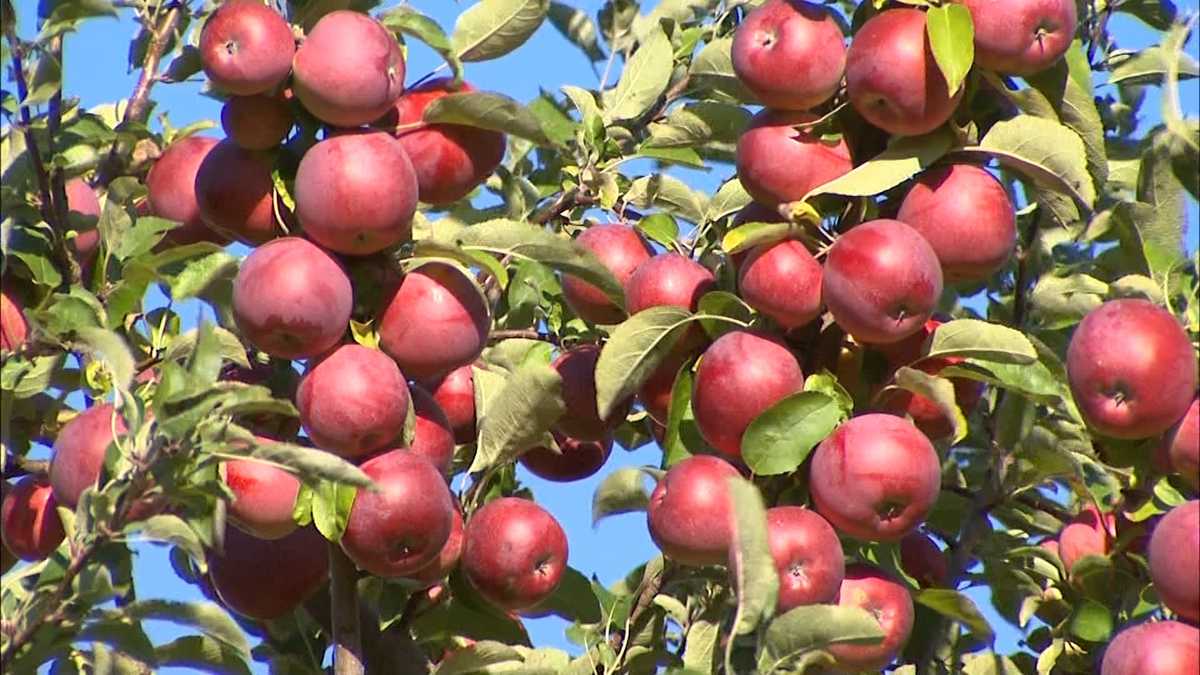 Friday, September 25: Apples