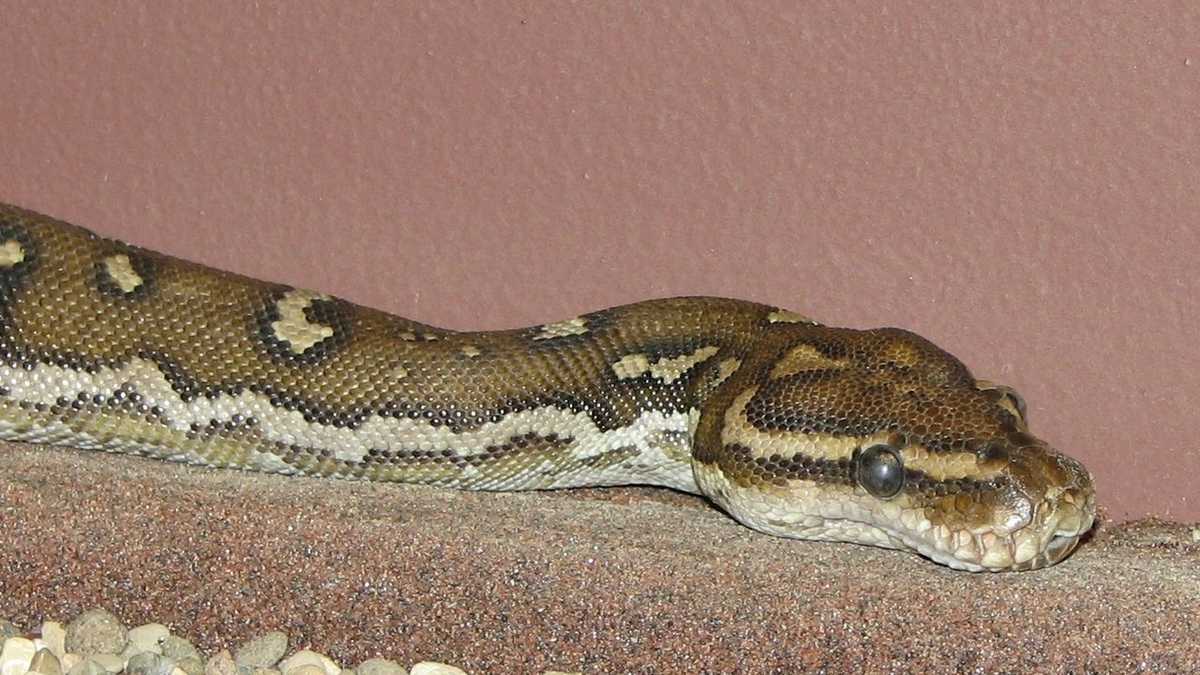 Python found in kitchen of home