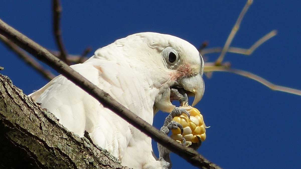 Cockatoo's dinosaur-like screech annoying residents