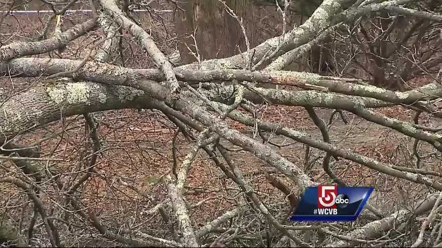 Severe weather raises concerns of falling tree branches and limbs