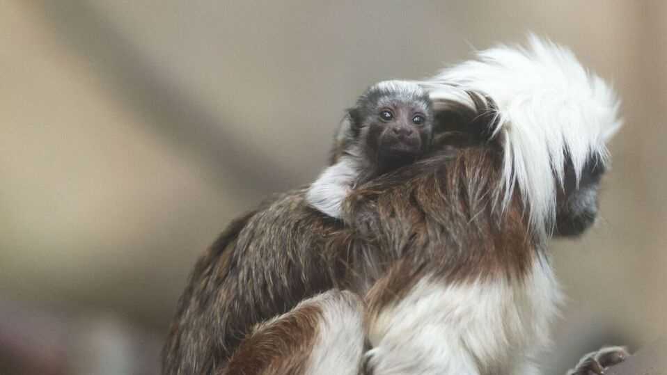 Cotton-top tamarin baby born at Franklin Park Zoo