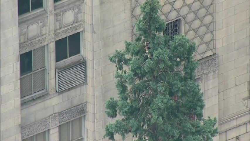 Man won't descend 80-foot tall tree despite police coaxing