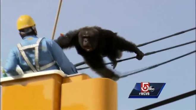 Escaped chimpanzee swings from power lines