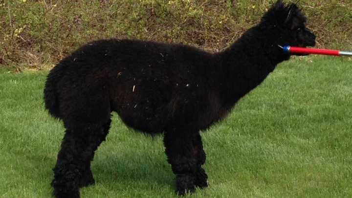 Did you lose your alpaca? Police found it for you
