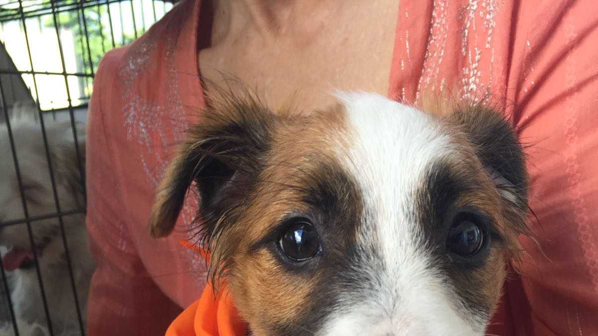 Meet the shelter puppies up for adoption