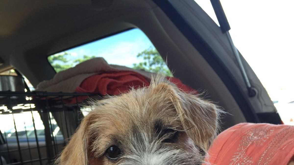 Meet the shelter puppies up for adoption