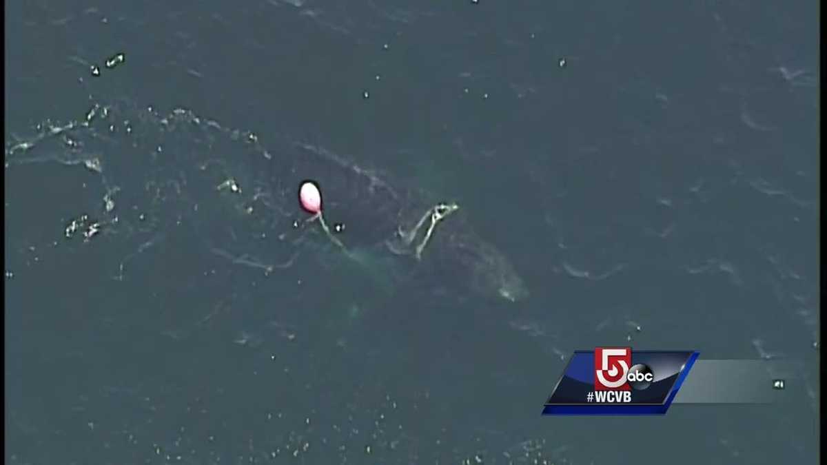 Images: Humpback whale found tangled in fishing gear