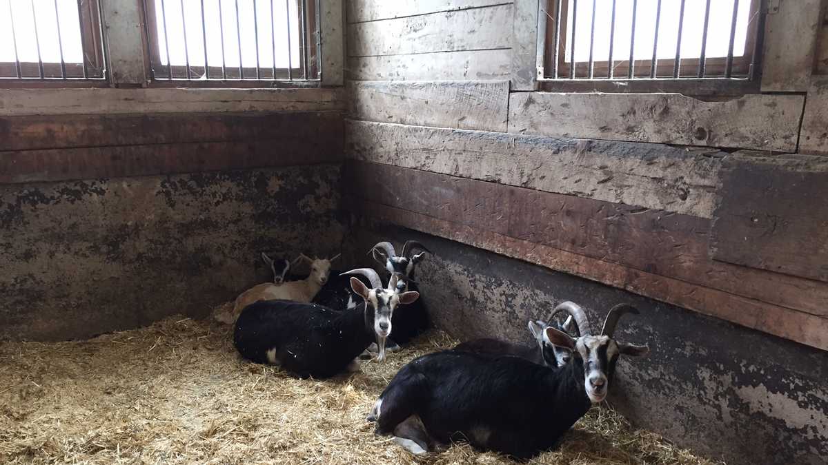 Surrendered goats in need of new homes