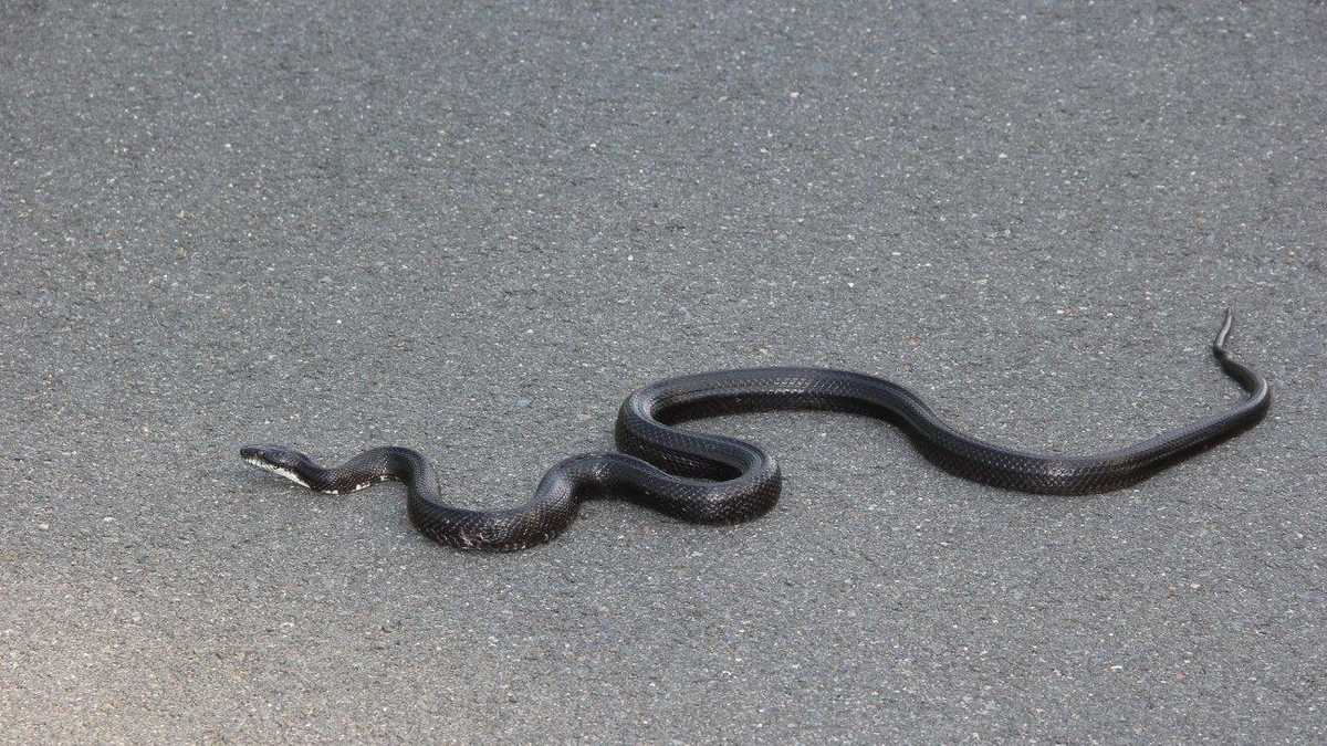 Snakes on a campus: College has warning for students