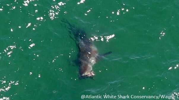 Great white shark spotted in Cape Cod waters