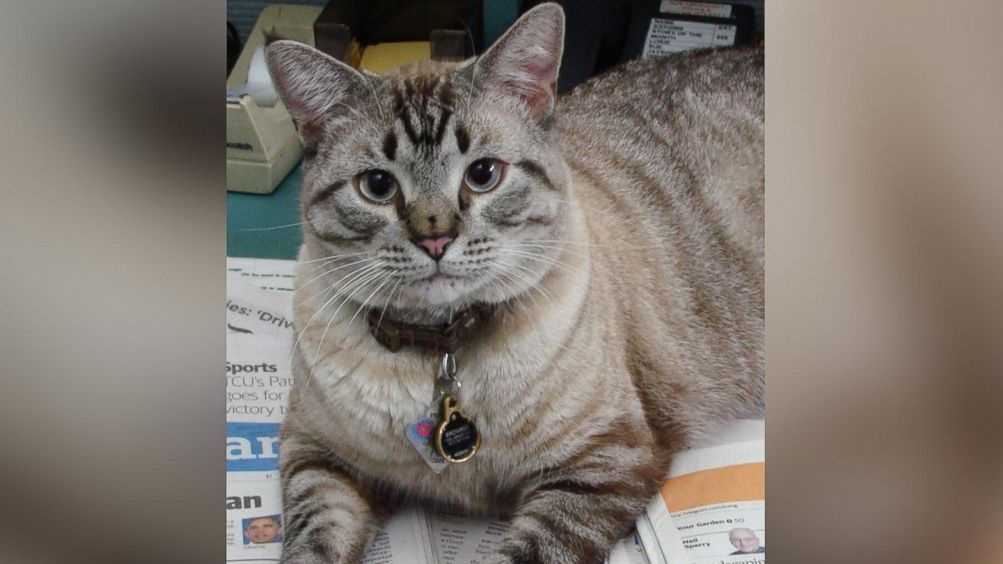 Beloved cat fired from job at public library