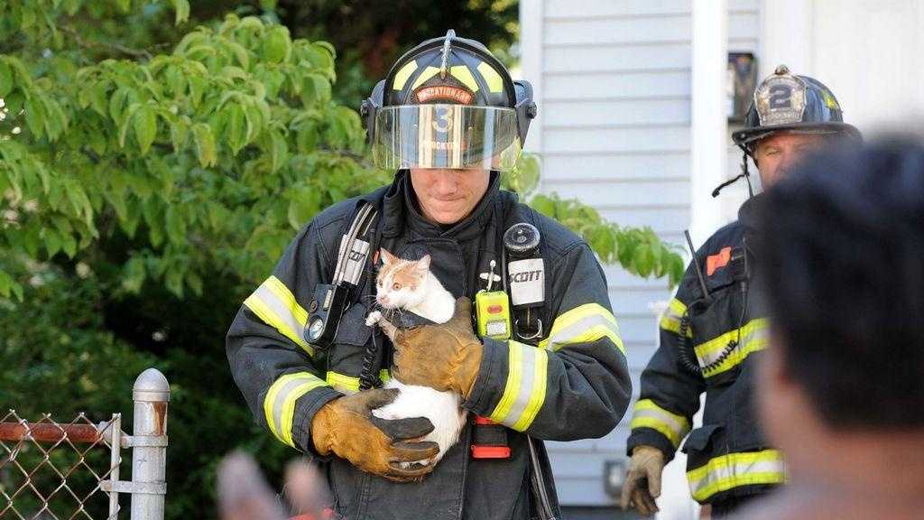Firefighters save cat after fire breaks out in basement