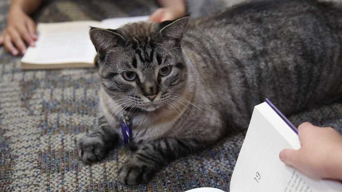 Beloved cat will keep job at local library after international backlash