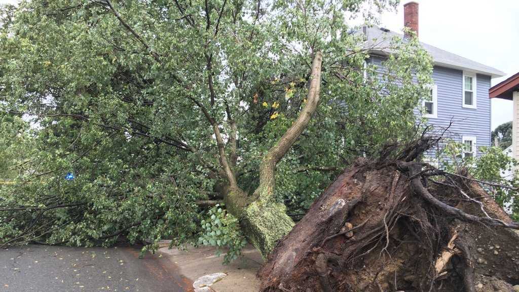 Severe thunderstorms topple power lines, trees