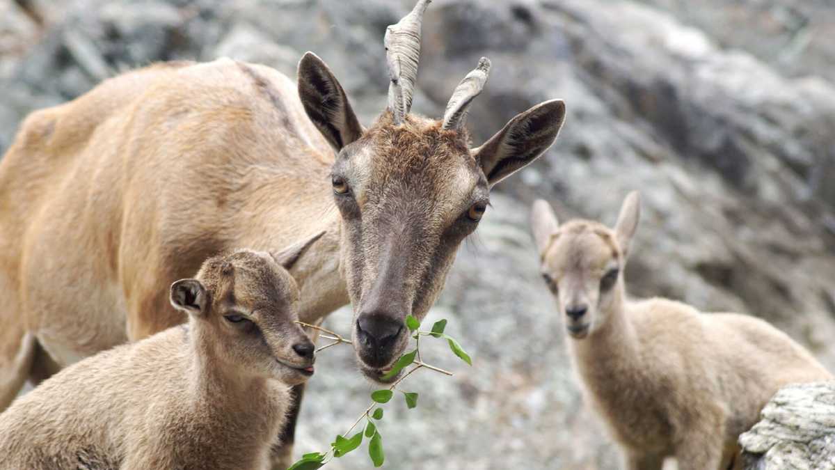 Twin endangered mountain goats born at Mass. zoo
