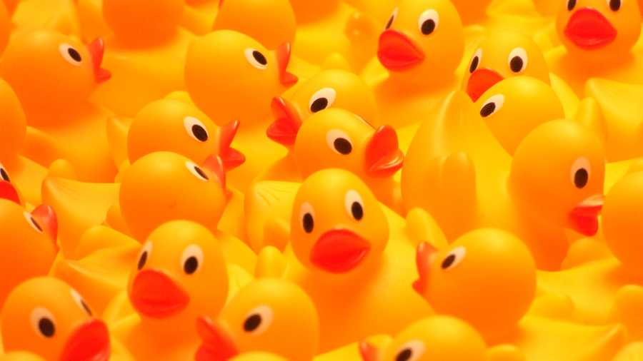 Stolen rubber duck returns after odd globe-trotting mystery