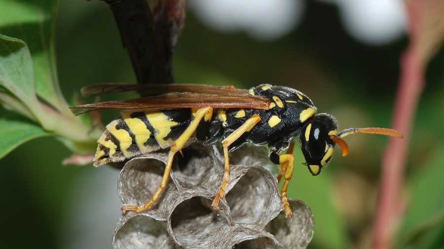 Aggressive wasps attacking visitors at NH hiking spot