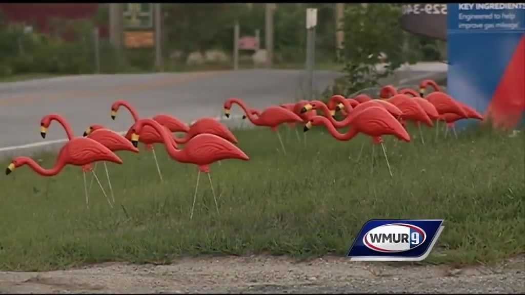 Thieves steal flamingos displayed to support sick girl