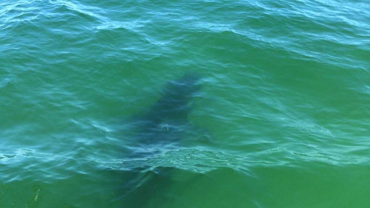 15th shark tagged this season is 15 feet long