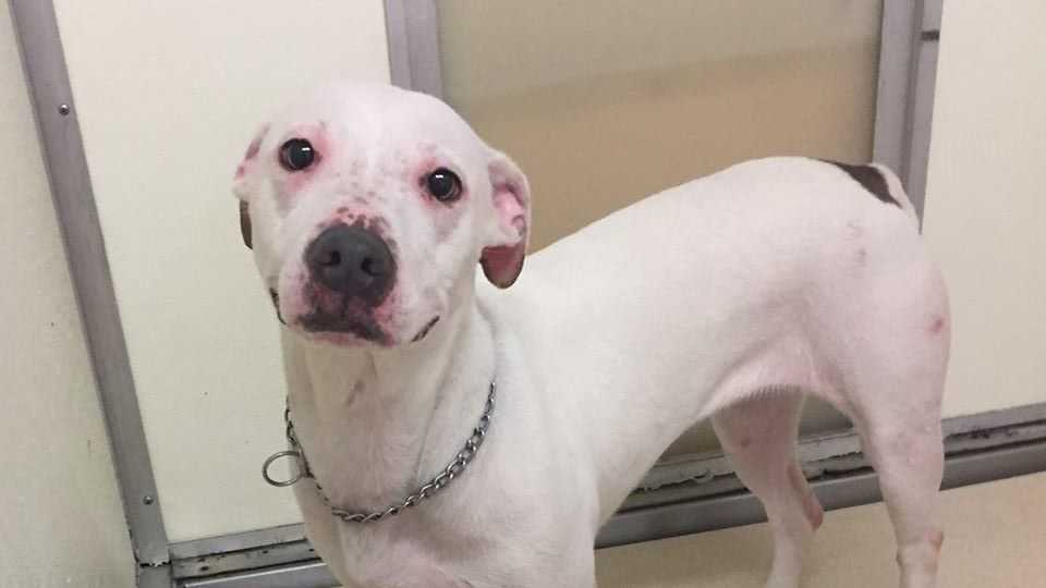 Dogs found abandoned, tied to tree in arboretum