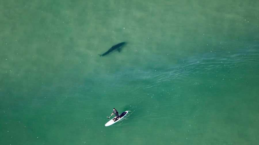 Incredible image shows white shark close to paddle boarder on Cape Cod