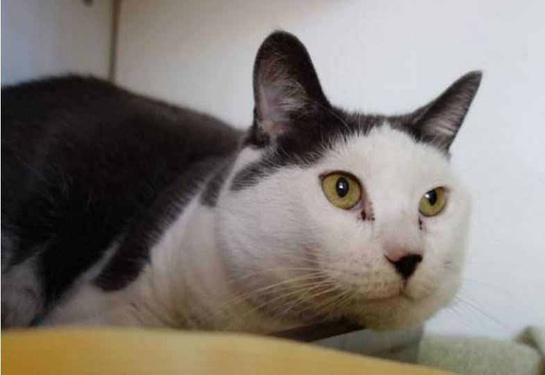 Fall in love! MSPCA waives cat adoption fees!