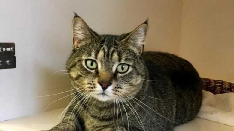 Fall in love! MSPCA waives cat adoption fees!