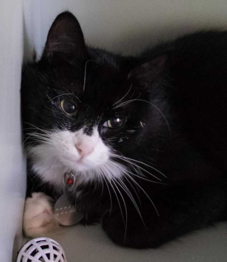 Fall in love! MSPCA waives cat adoption fees!