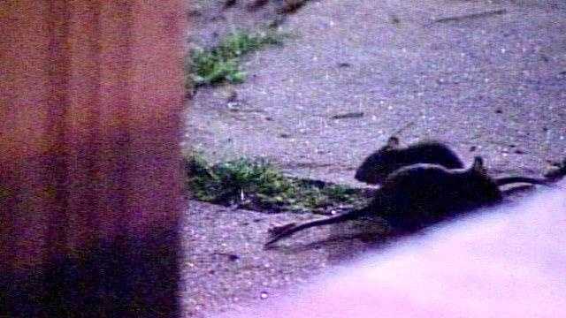 City declares war on rats