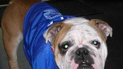 Hunt on for Louisiana Tech mascot