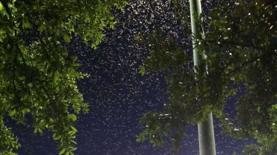 Termite swarms surrounded the New Orleans area Wednesday night