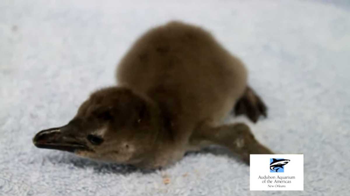 Baby penguins born in March now on exhibit at Audubon Aquarium